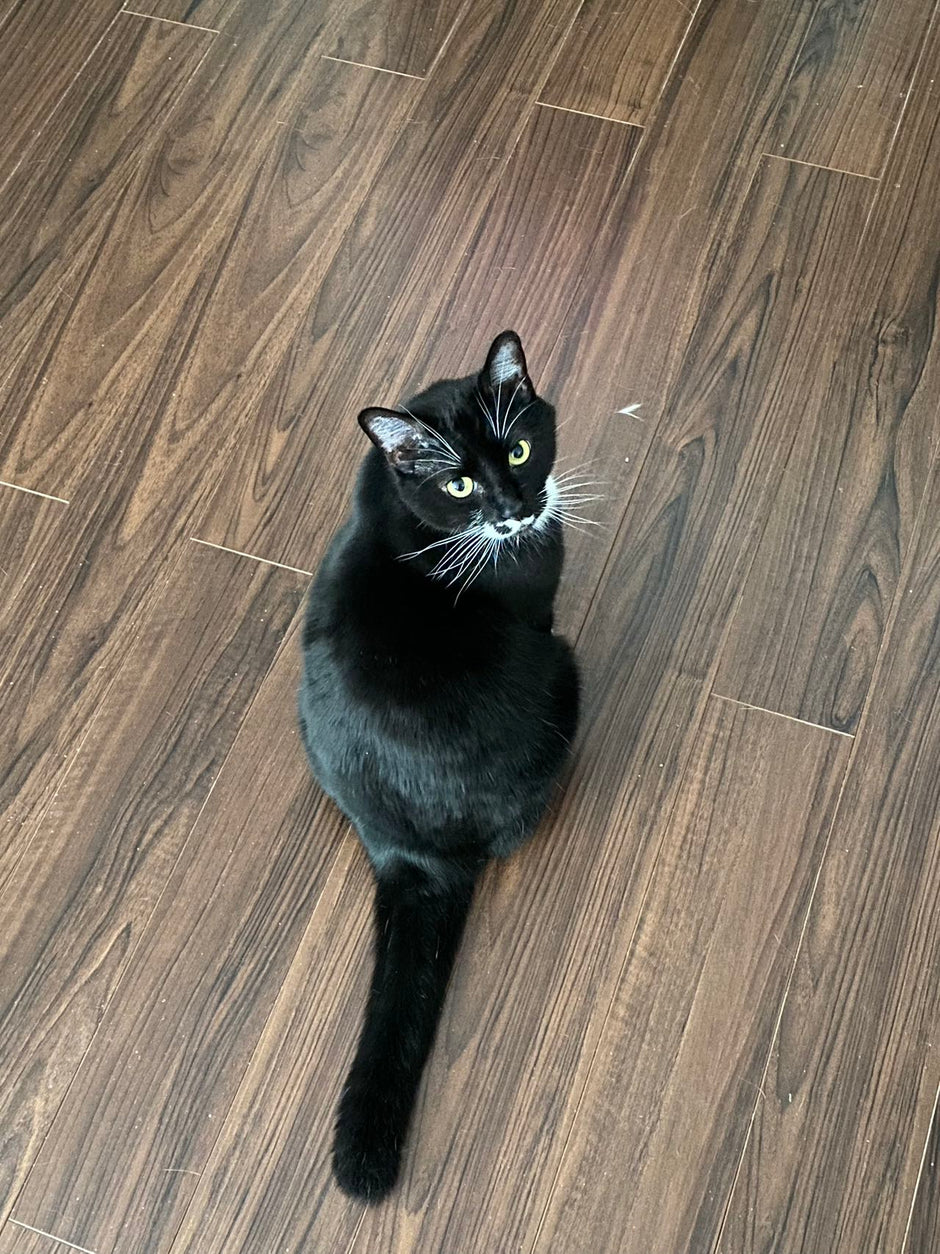 Current Cats – PETPLS